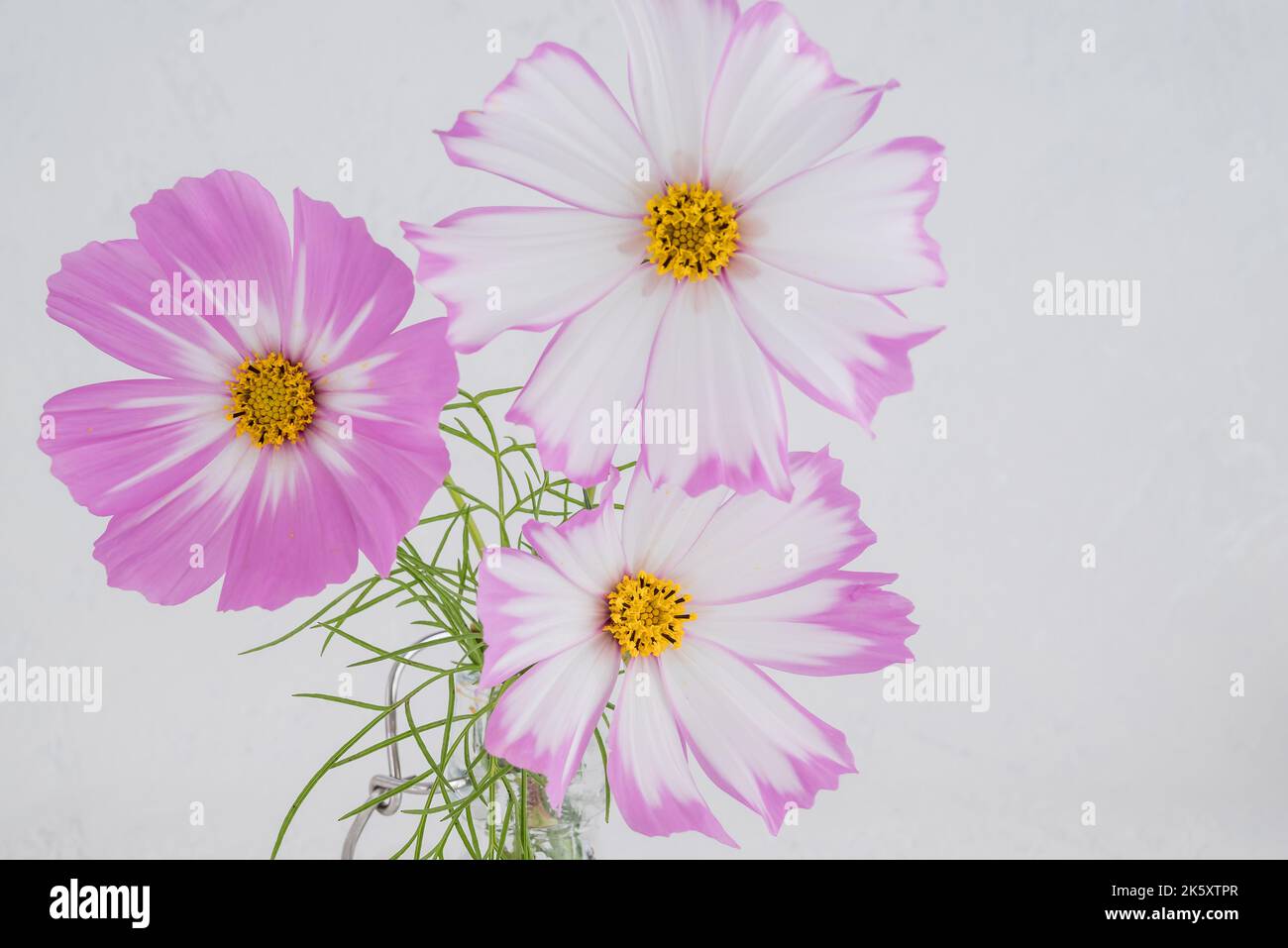 light pink Cosmos flowers isolated on white background Stock Photo - Alamy