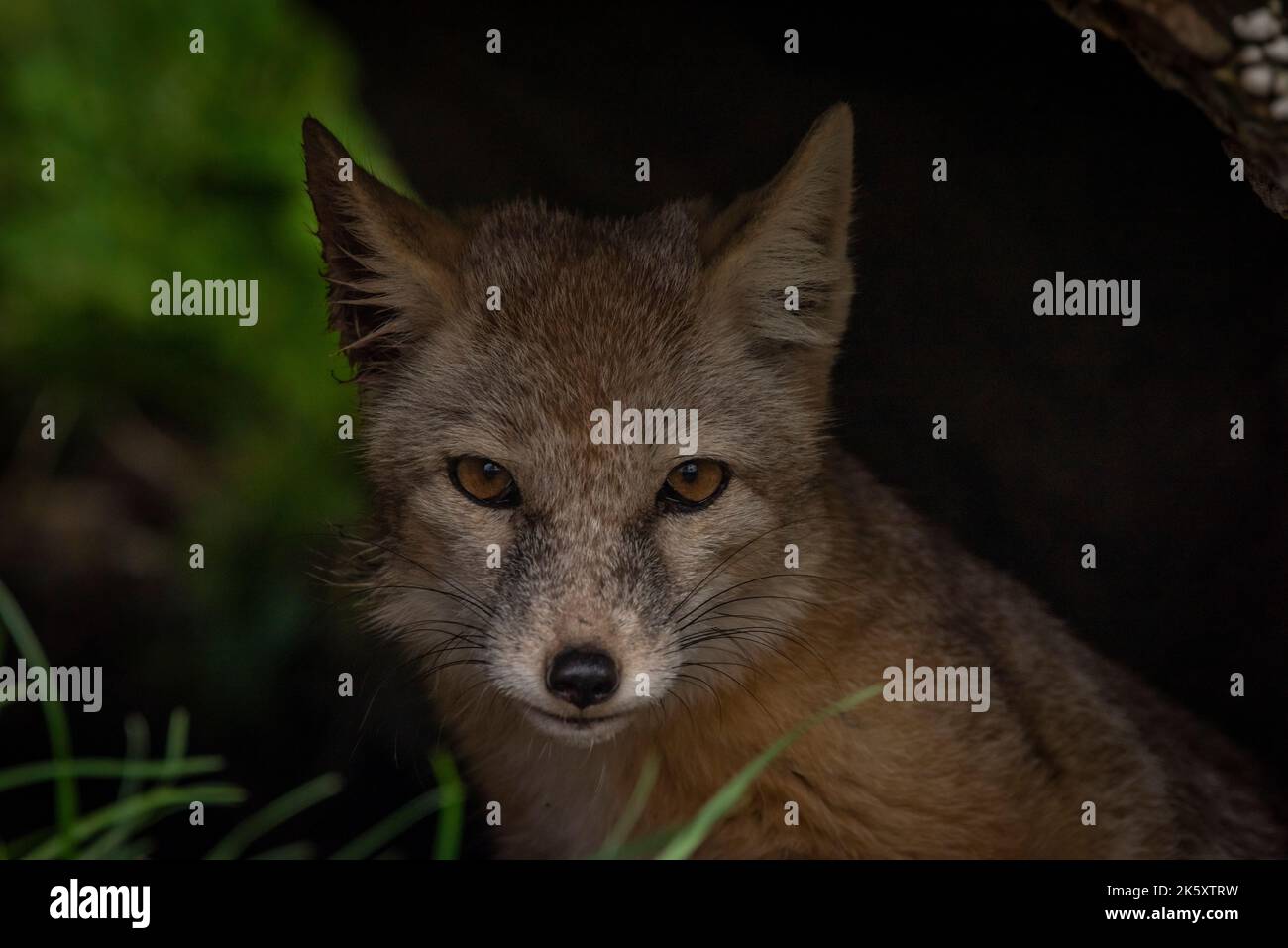 Tibetan Sand Fox Sunggyu