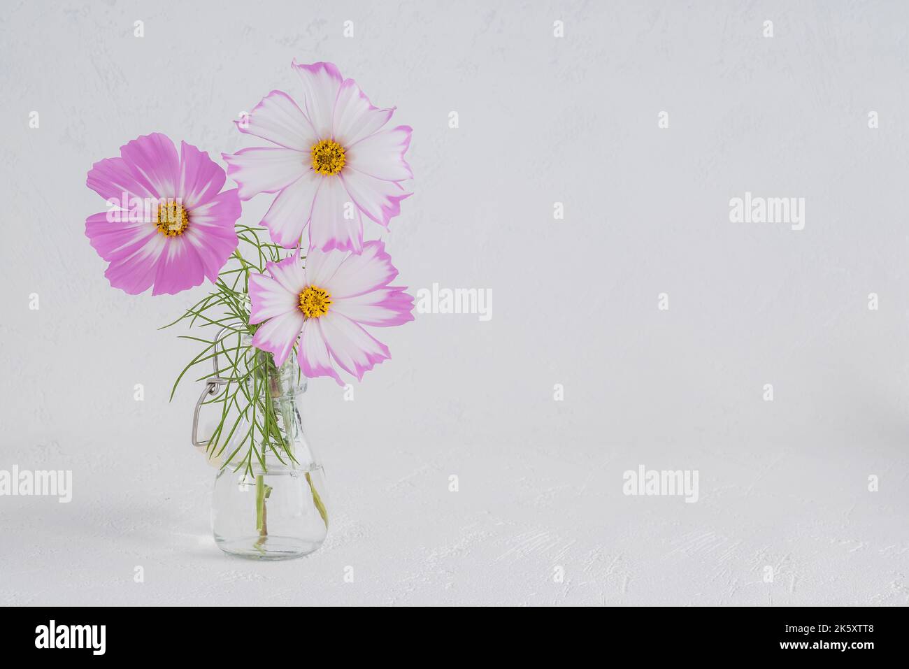 light pink Cosmos flowers isolated on white background Stock Photo - Alamy