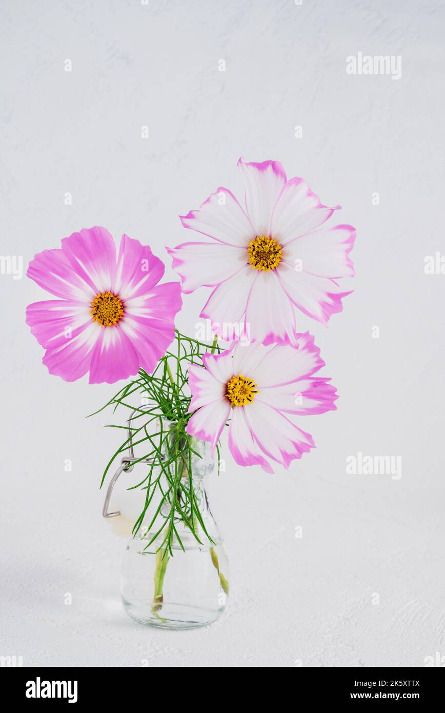 light pink Cosmos flowers isolated on white background Stock Photo - Alamy
