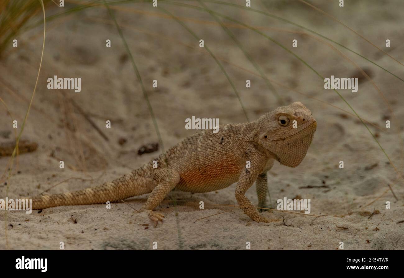 Chameleon on light orange sand floor in autumn fresh hot day Stock ...