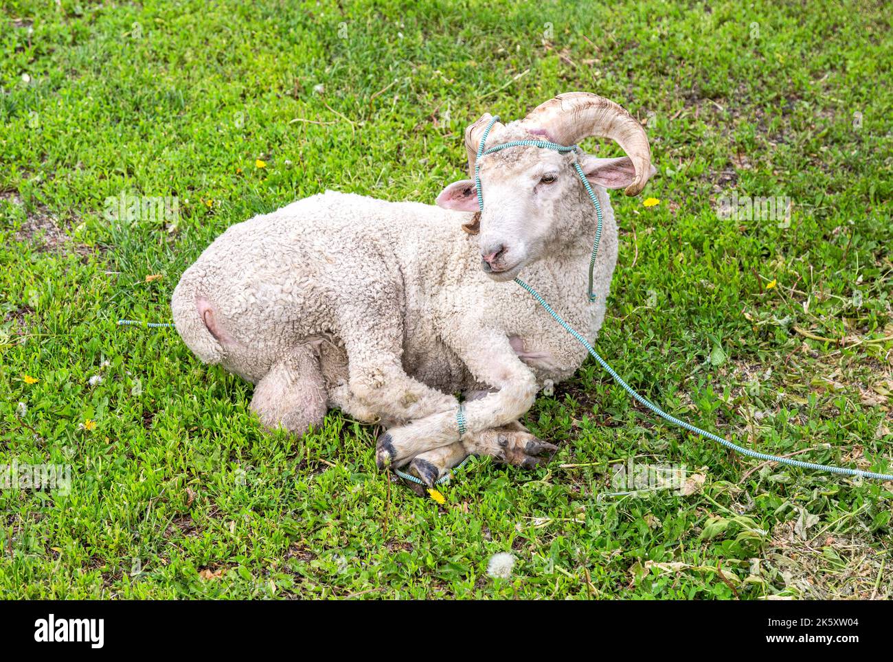 Sacrificial ram lies on the green grass. Sacrificial animal for ...