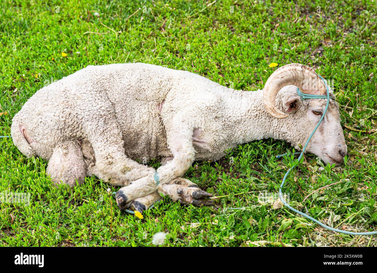 Sacrificial ram lies on the green grass. Sacrificial animal for ...