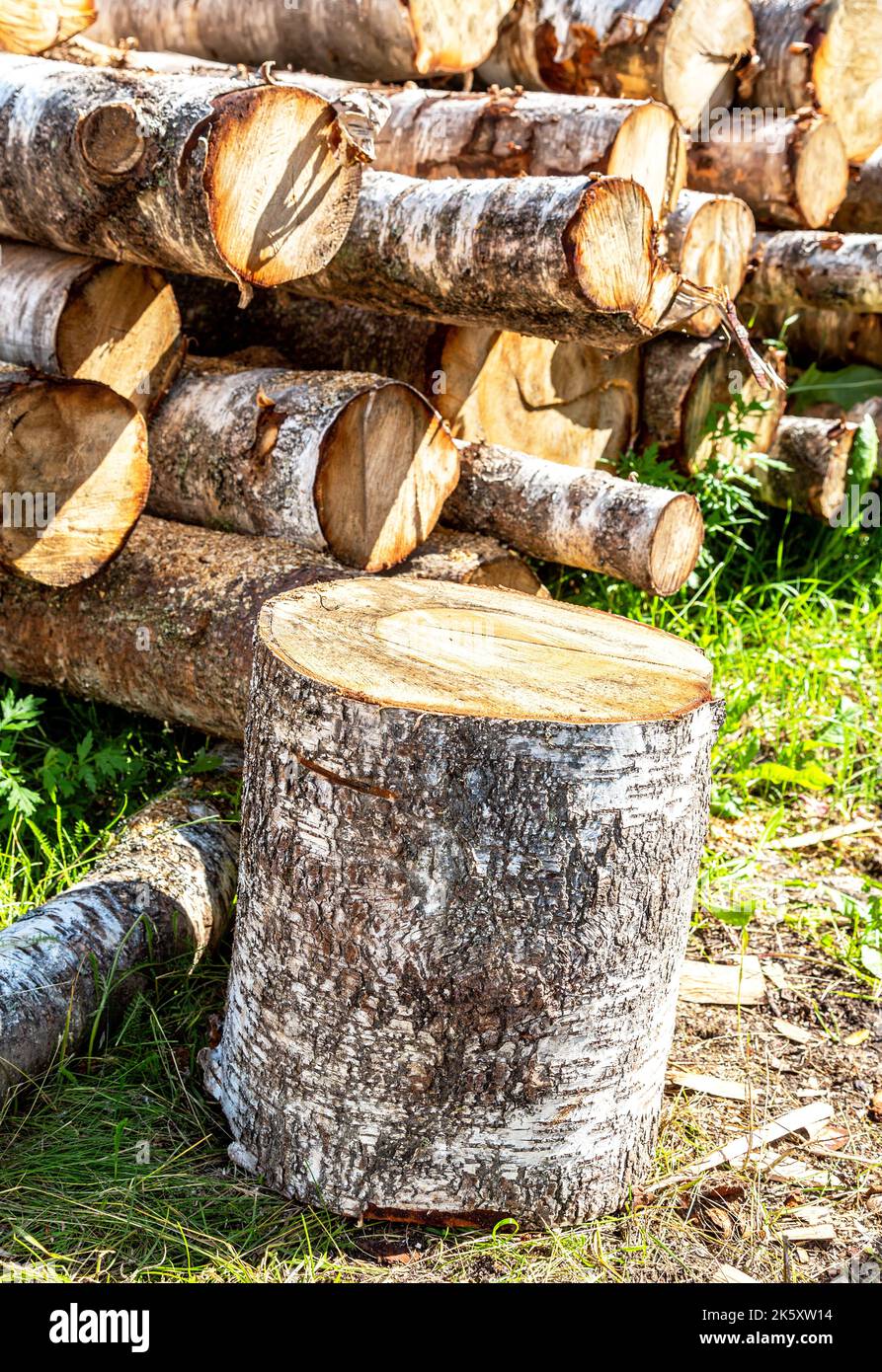 Deforestation, stacked timber at the countryside in sunny day ...