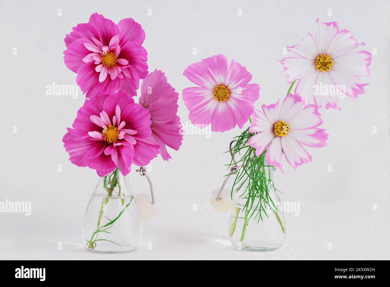 light pink Cosmos flowers isolated on white background Stock Photo - Alamy