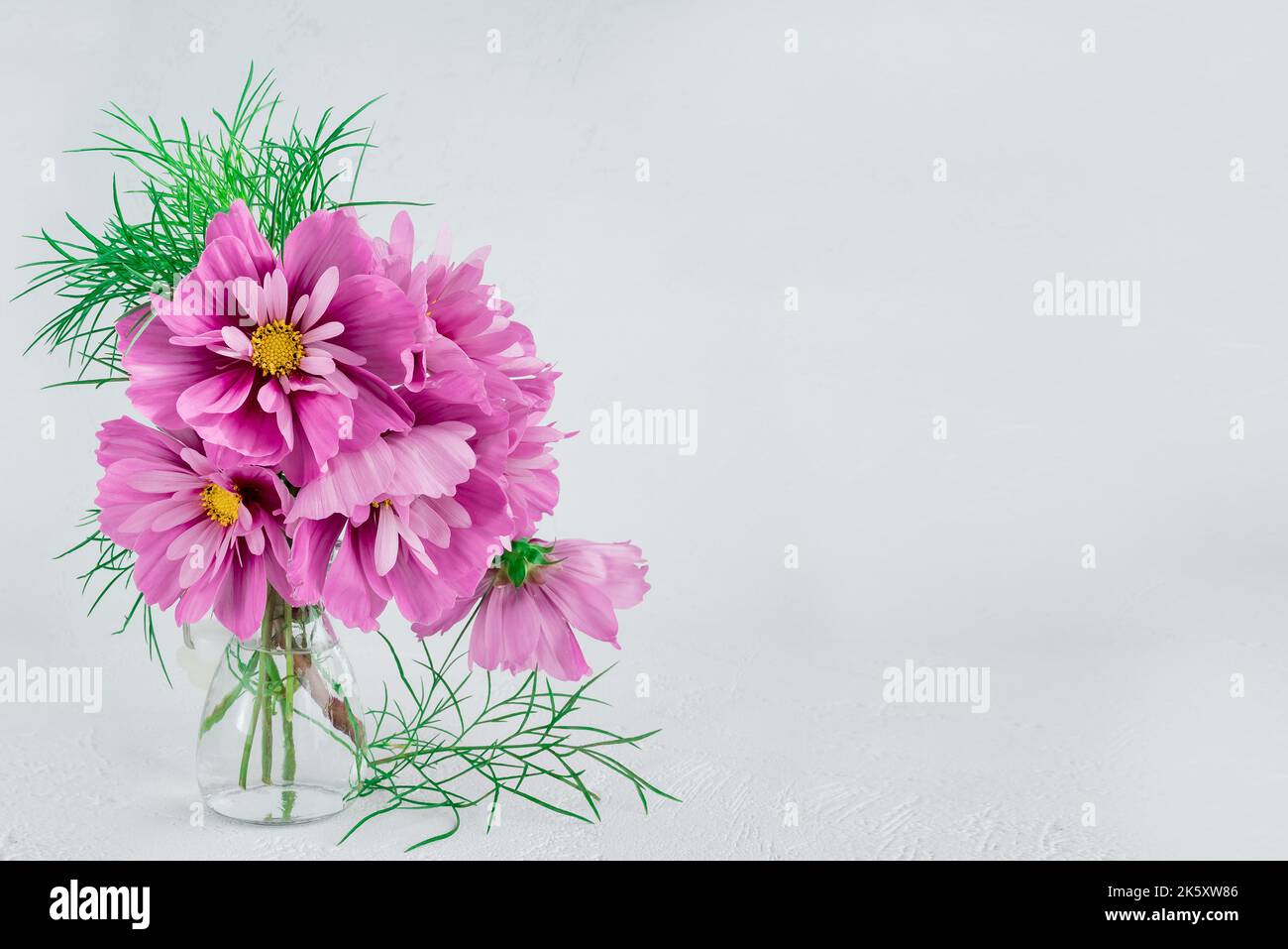 light pink Cosmos flowers isolated on white background Stock Photo - Alamy