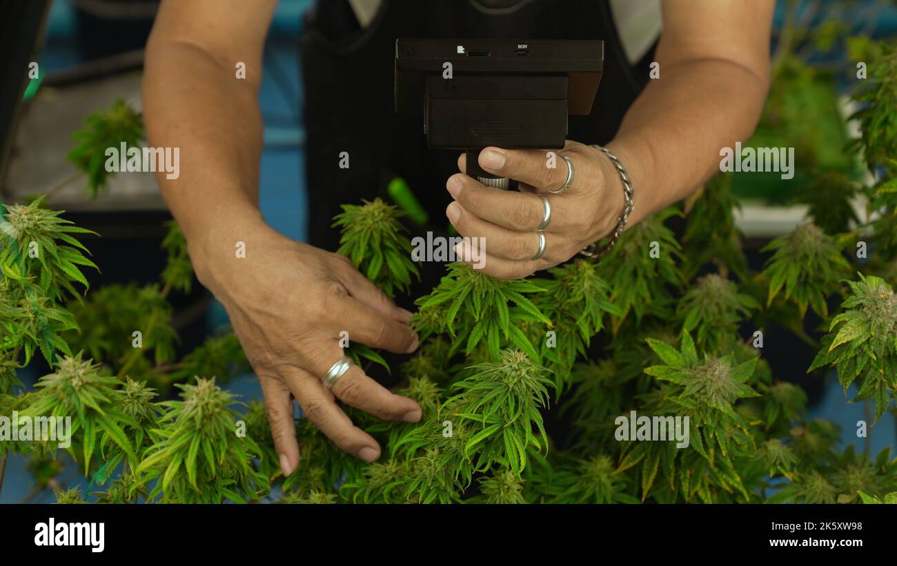 Cannabis farmer use microscope to analyze CBD in curative cannabis farm before harvesting to ...