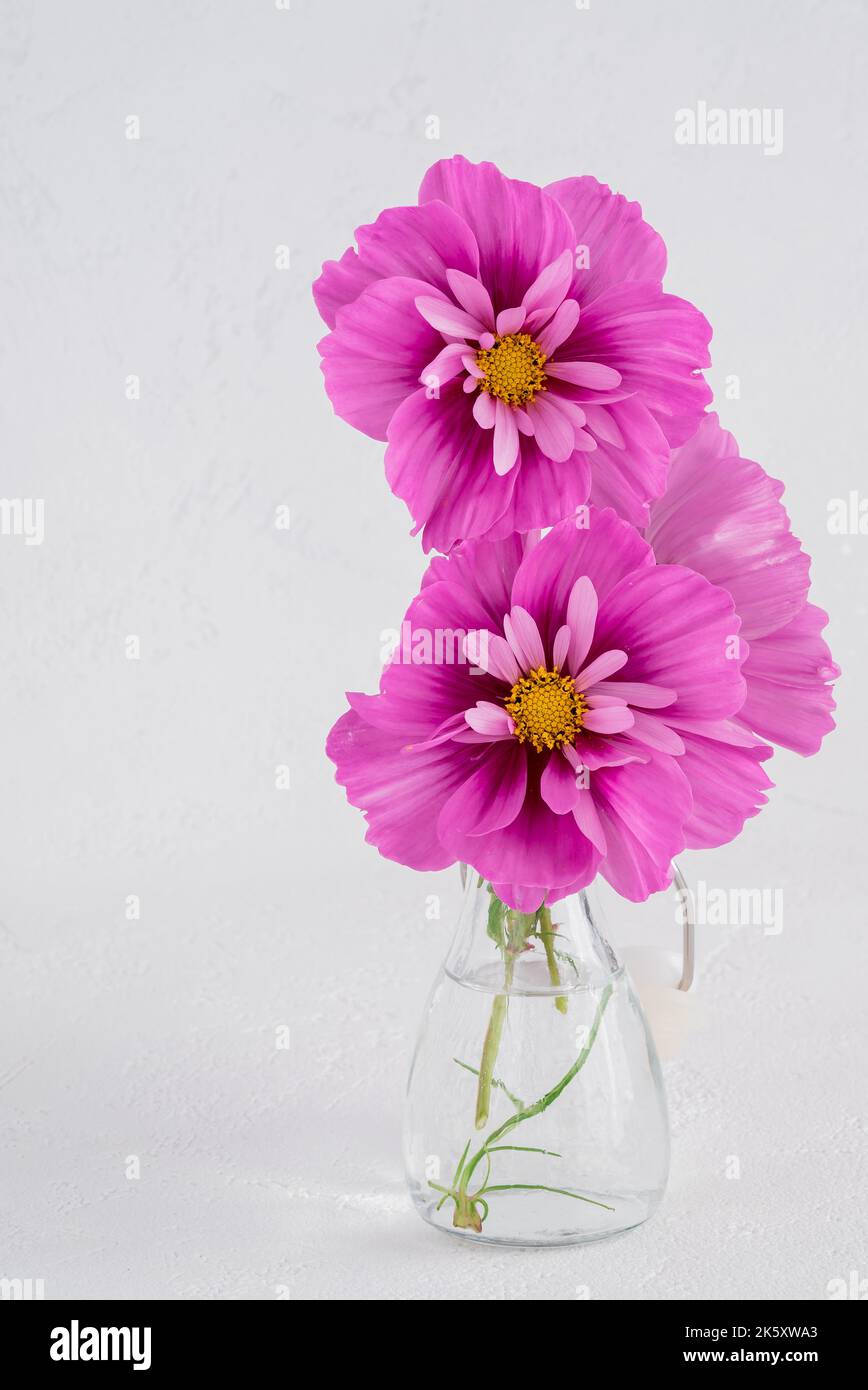 light pink Cosmos flowers isolated on white background Stock Photo - Alamy