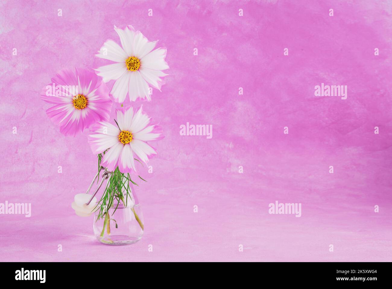 light pink Cosmos flowers isolated on white background Stock Photo - Alamy