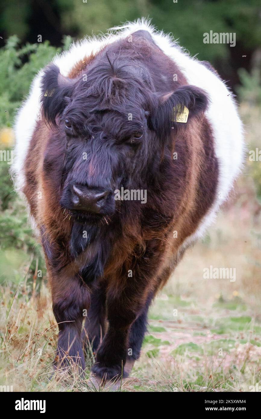 The brown and white belted galloway cow (Bos taurus) walks along the ...