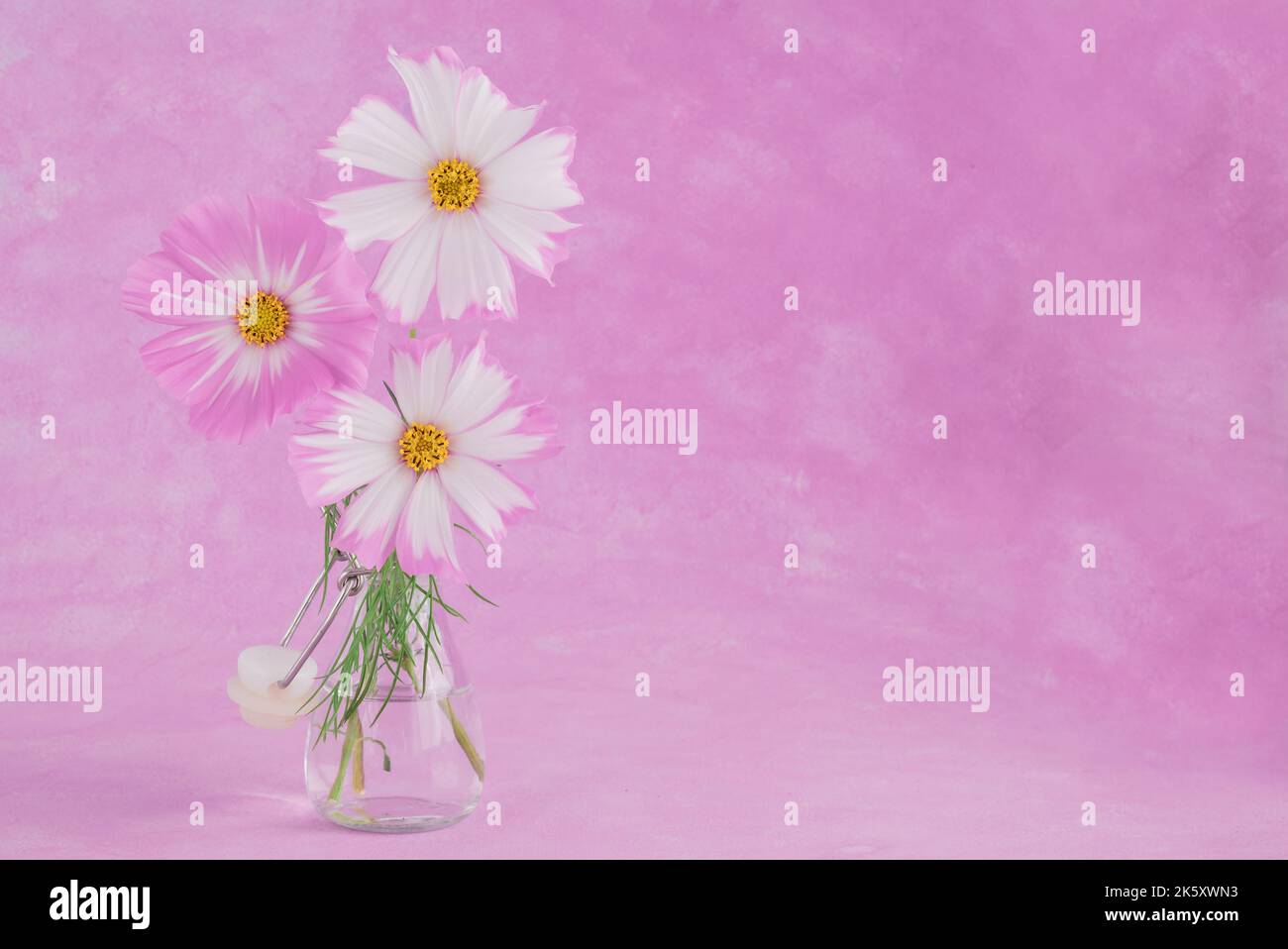 light pink Cosmos flowers isolated on white background Stock Photo - Alamy