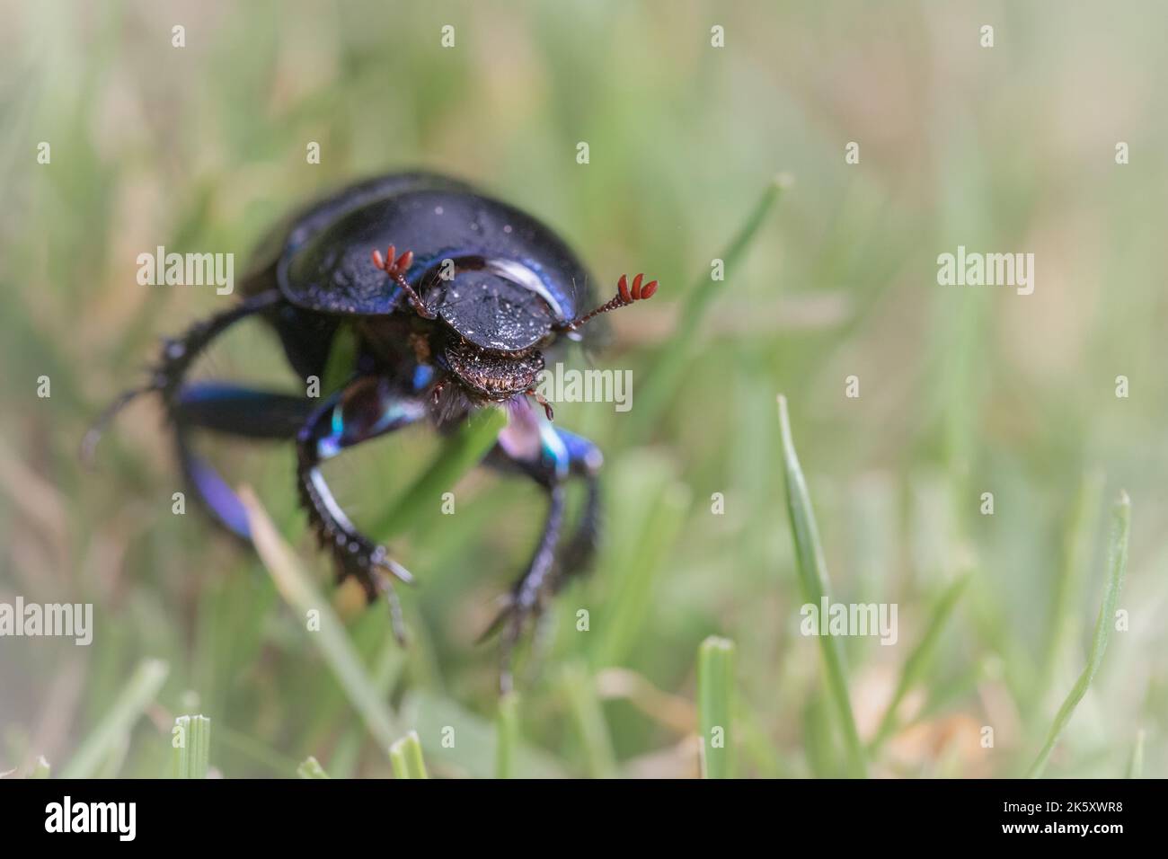 Close up headshot of a dor beetle (Geotrupes stercorarius) climbing ...