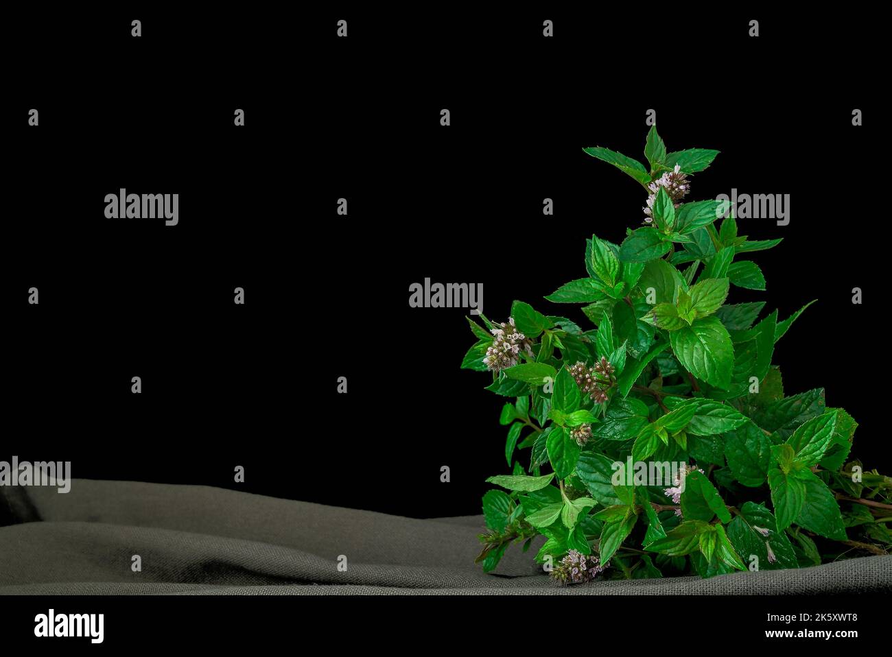 fresh garden cut herbs Stock Photo - Alamy