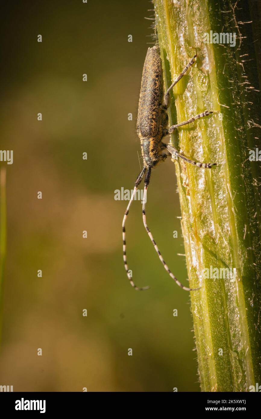 Close up of a golden-bloomed grey long-horned beetle (Agapanthia ...
