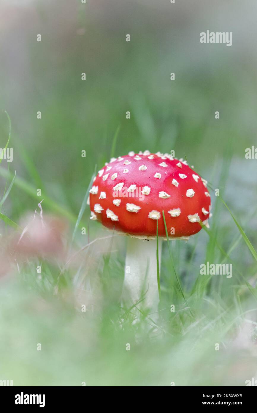 A fresh fly agaric toadstool (Amanita muscaria) pushes through the ...