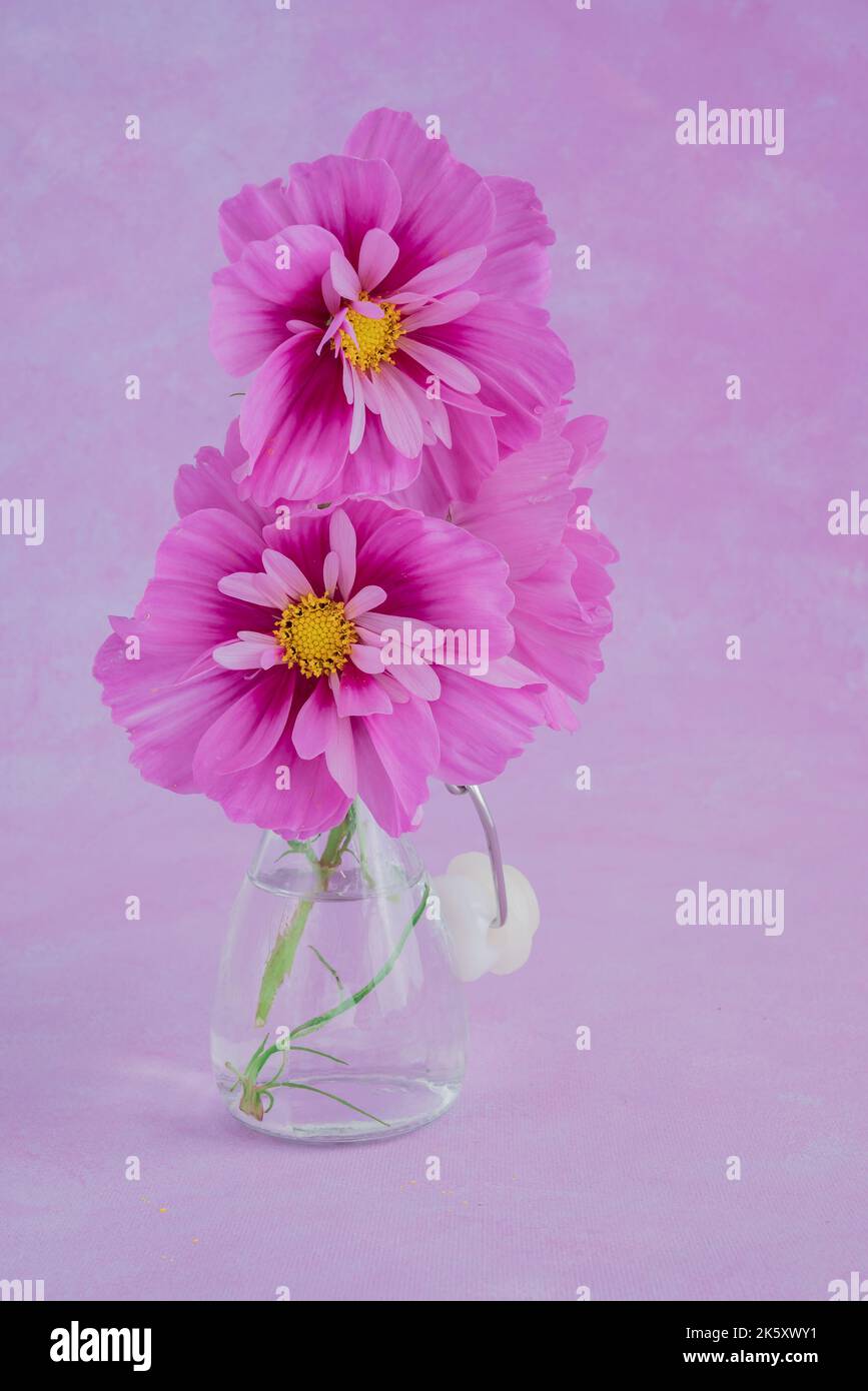 light pink Cosmos flowers isolated on white background Stock Photo - Alamy