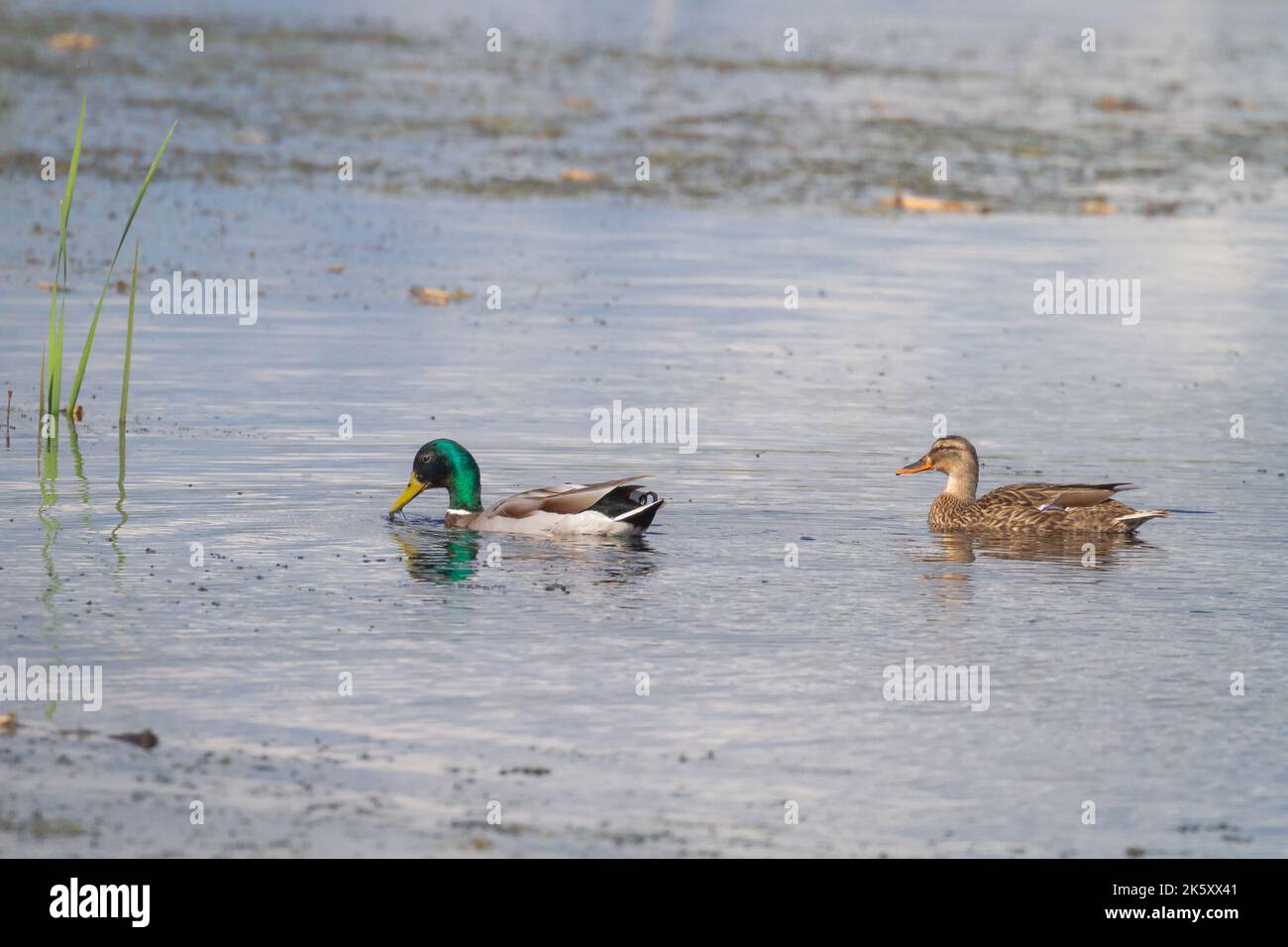 The male mallard leads the female duck (Anas platyrhynchos) across the ...