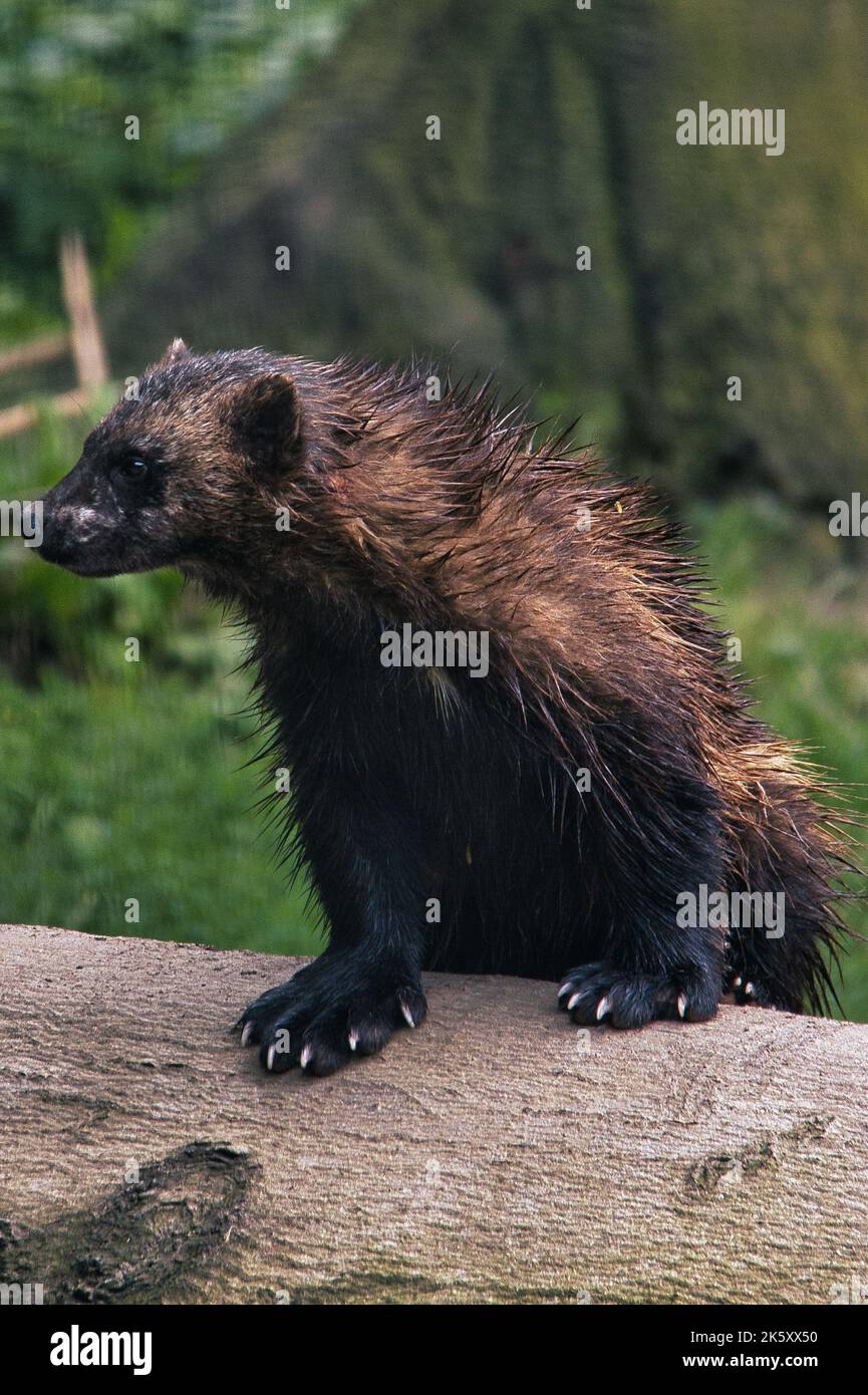 Wolverine climbing on tree hi-res stock photography and images - Alamy