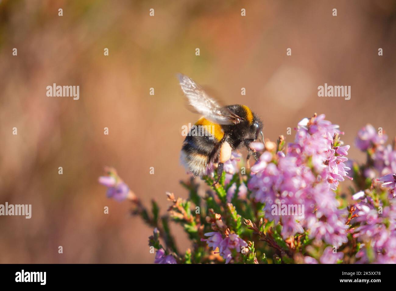 A white tailed bumblebee (Bombus lucorum) feeds on the heather growing ...