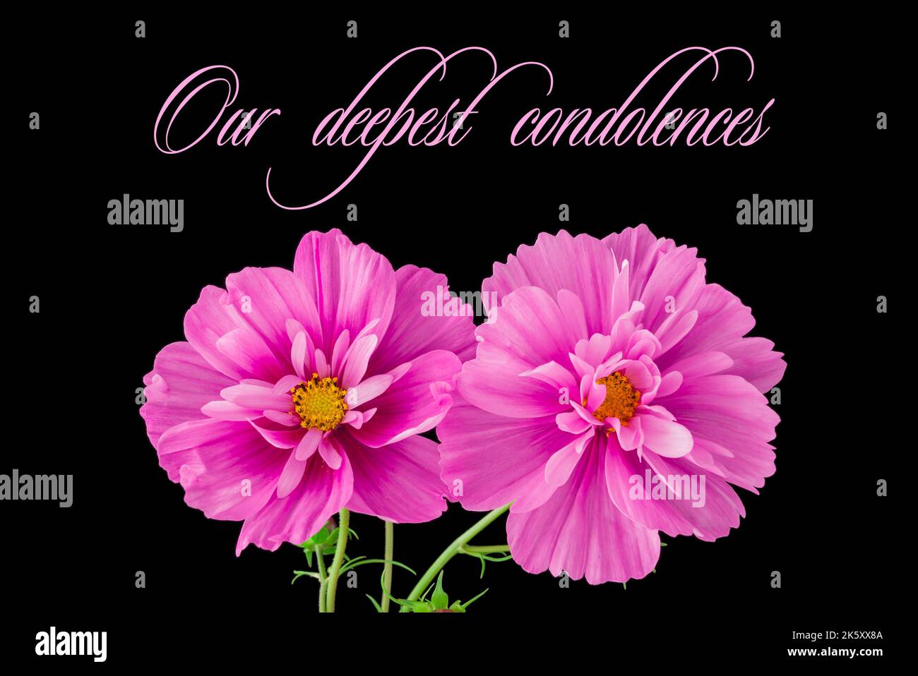light pink Cosmos flowers isolated on background Stock Photo - Alamy