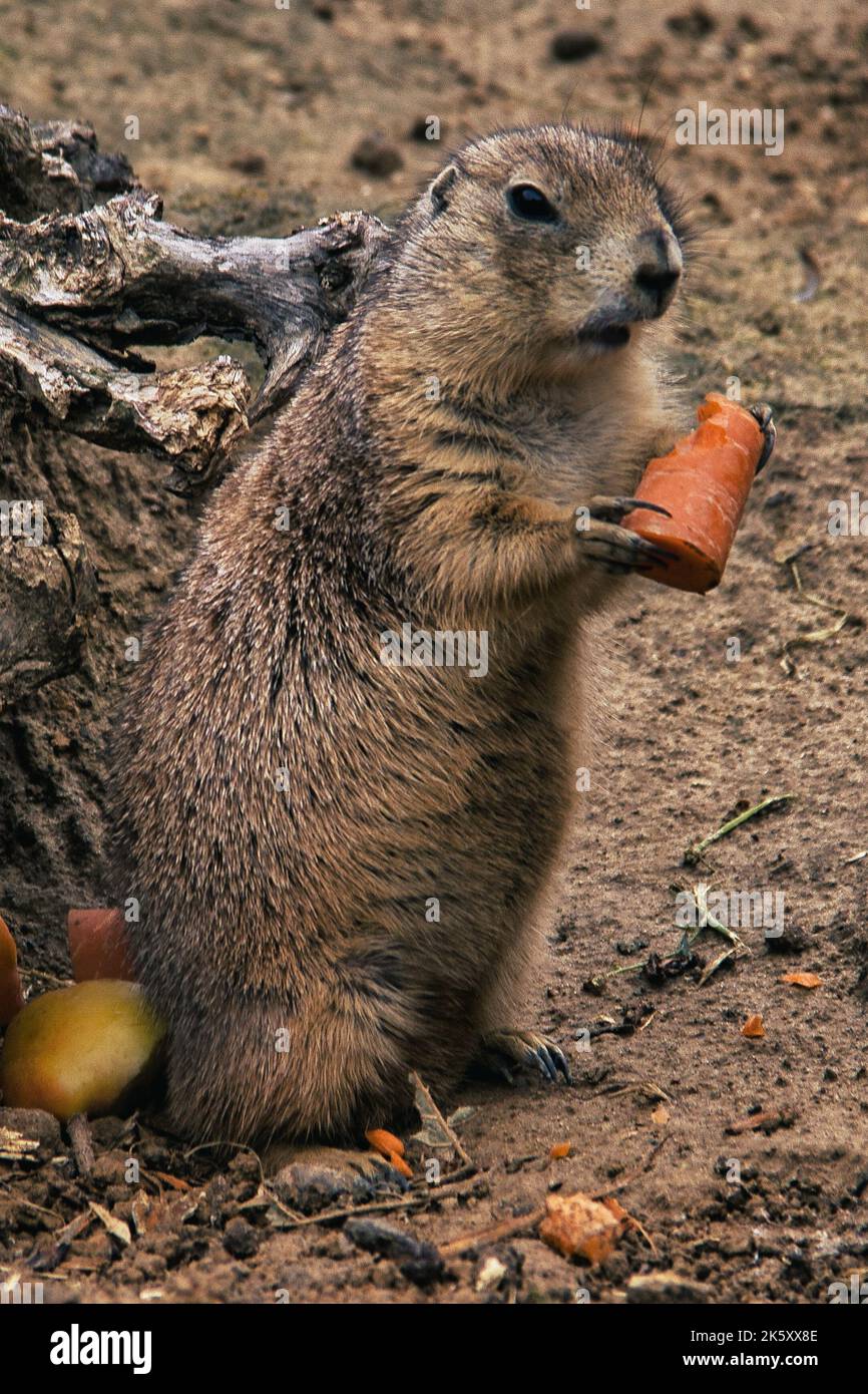 A vertical closeup of a Mexican prairie dog eating a carrot in a zoo ...