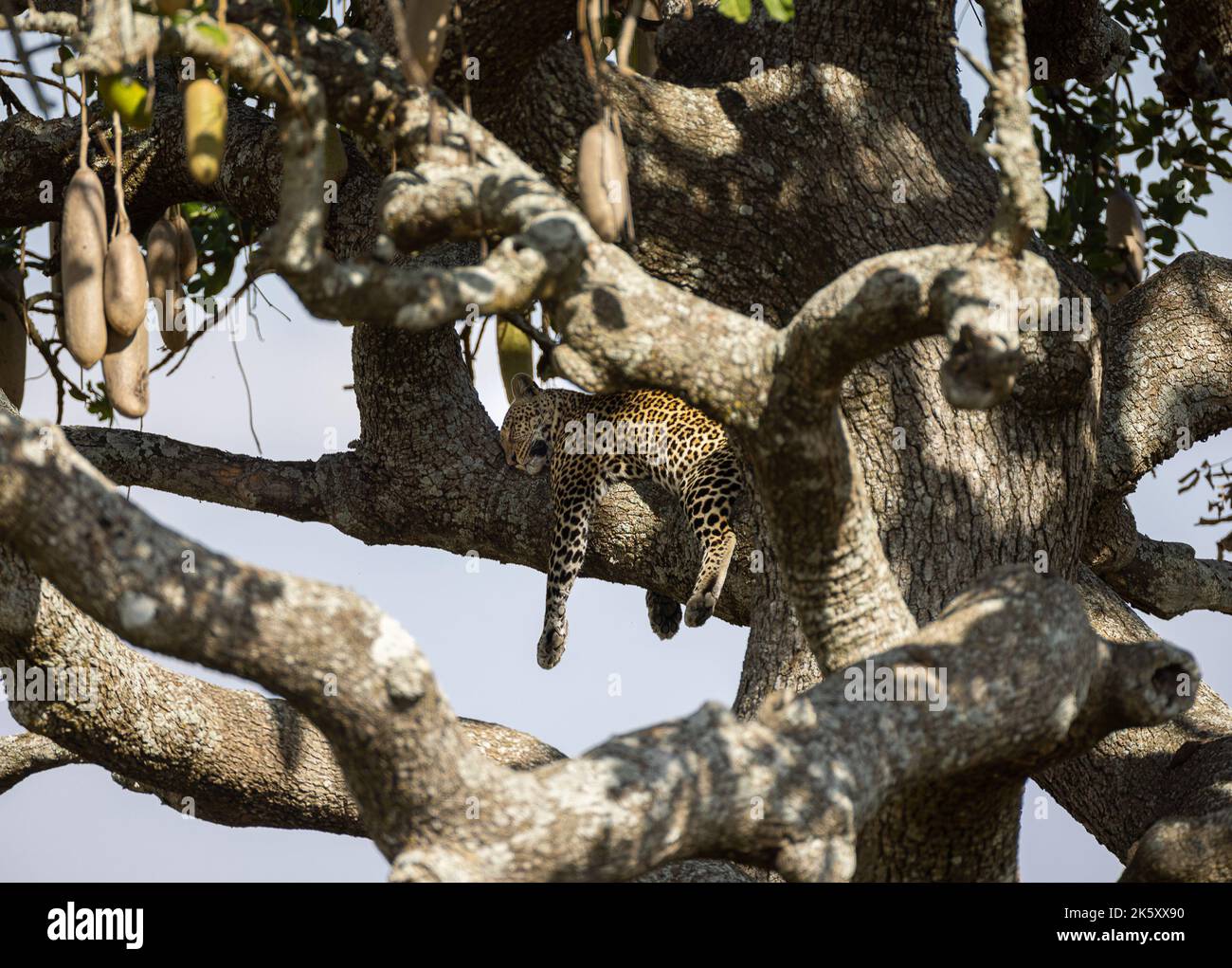 An adult leopard resting on a tree in the Tanzania Safari Wildlife in ...