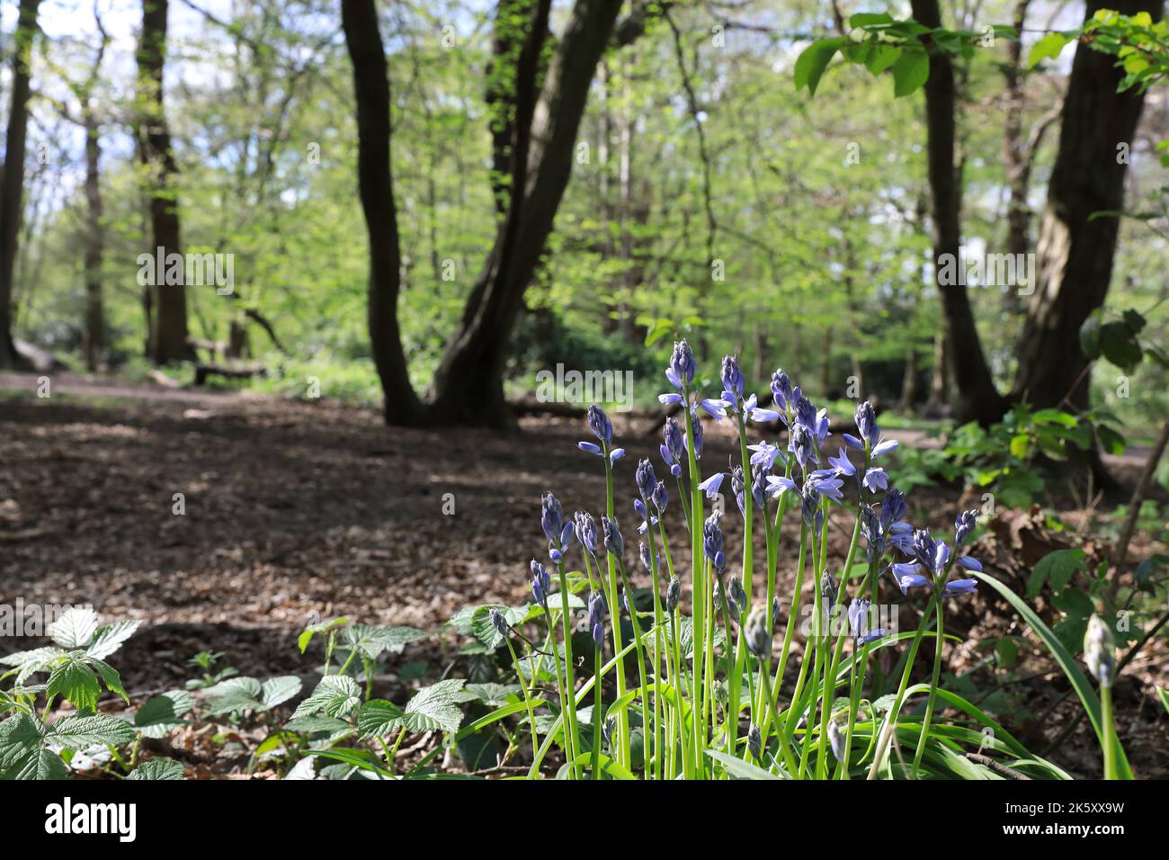 Spring weather in Highgate Wood in north London, UK Stock Photo - Alamy