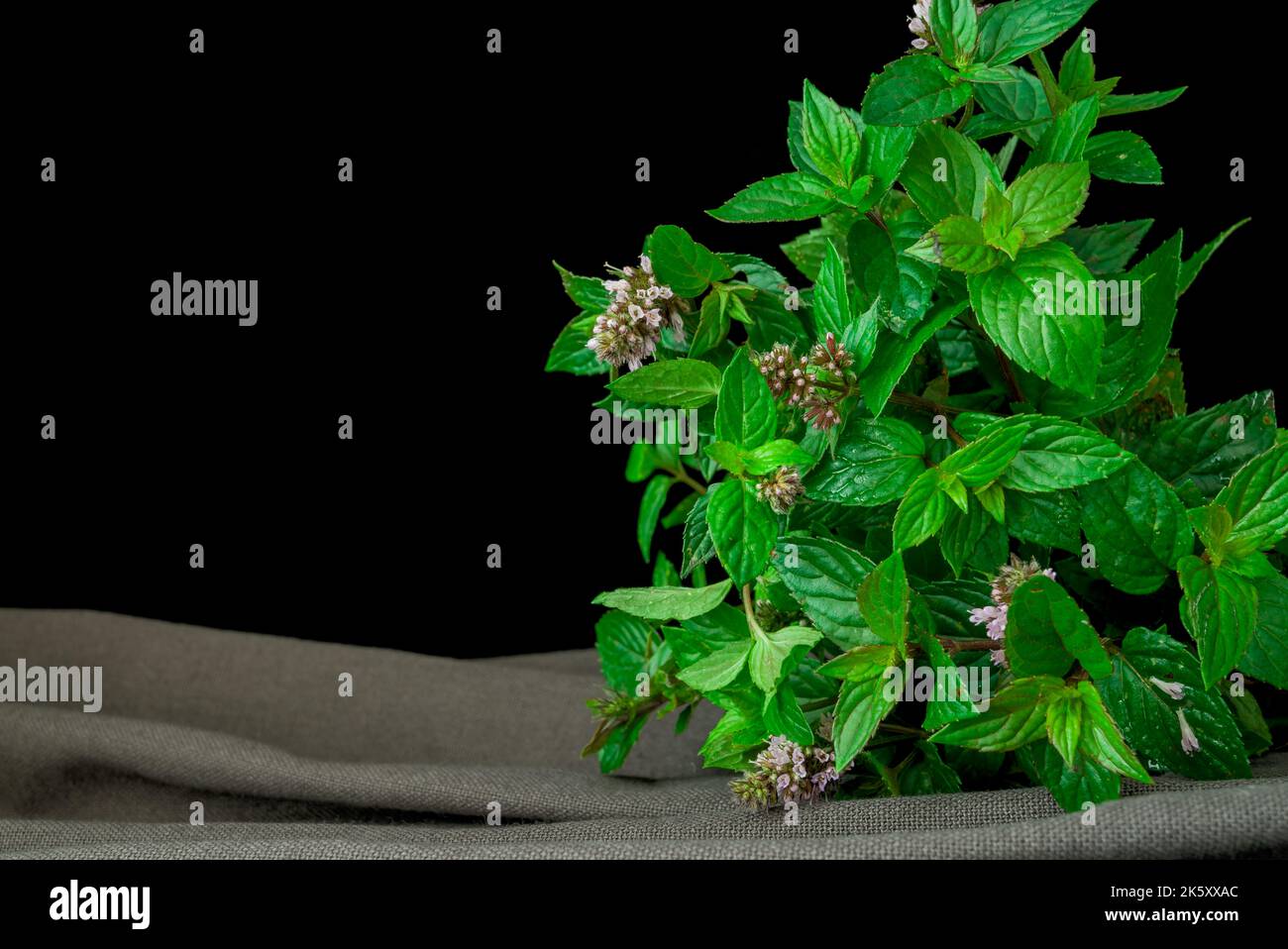 fresh garden cut herbs Stock Photo - Alamy