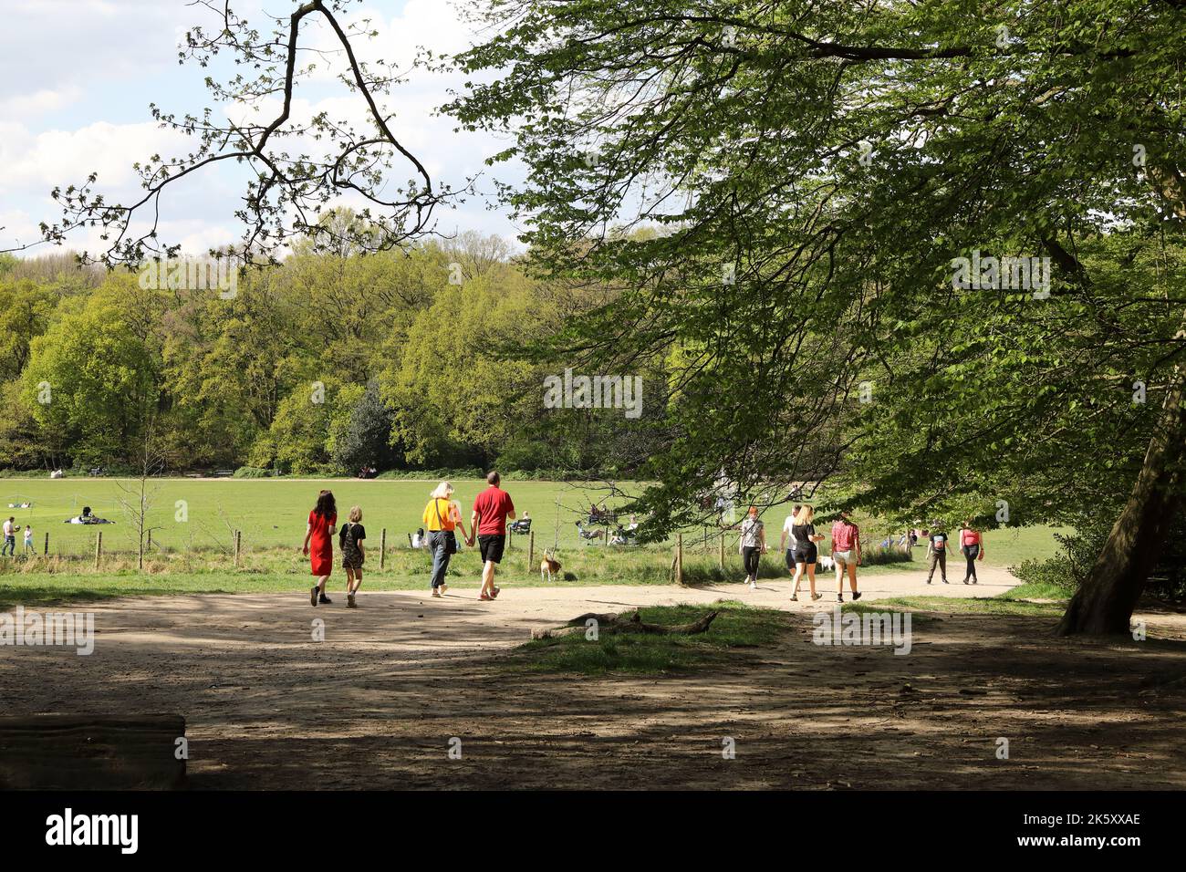 Spring weather in Highgate Wood in north London, UK Stock Photo - Alamy
