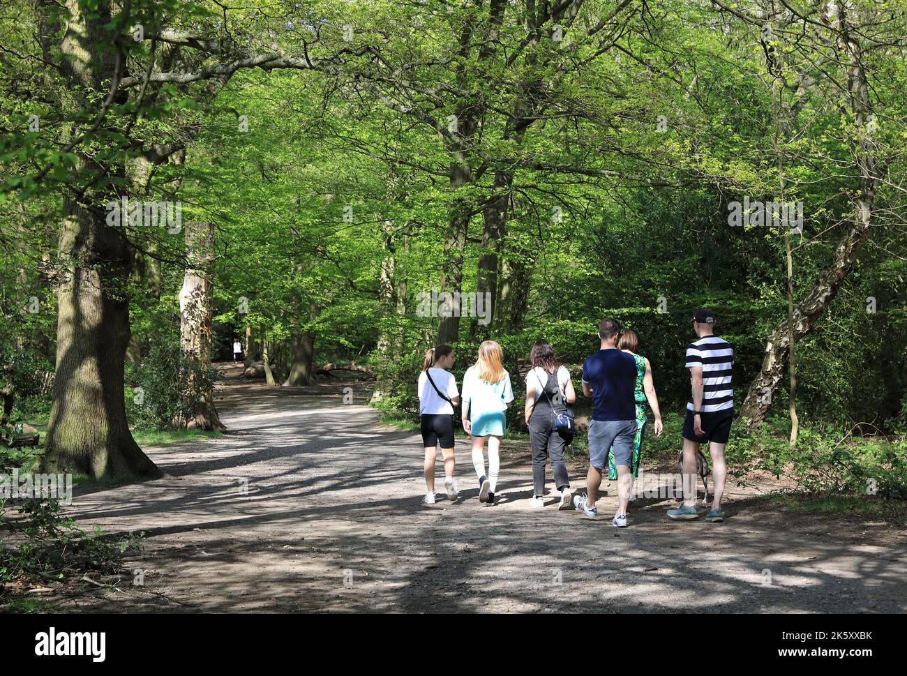 Spring weather in Highgate Wood in north London, UK Stock Photo - Alamy
