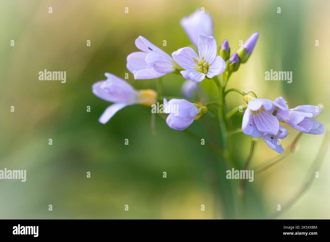 The delicate purple and white flowers of the ladys smock (Cardamine ...
