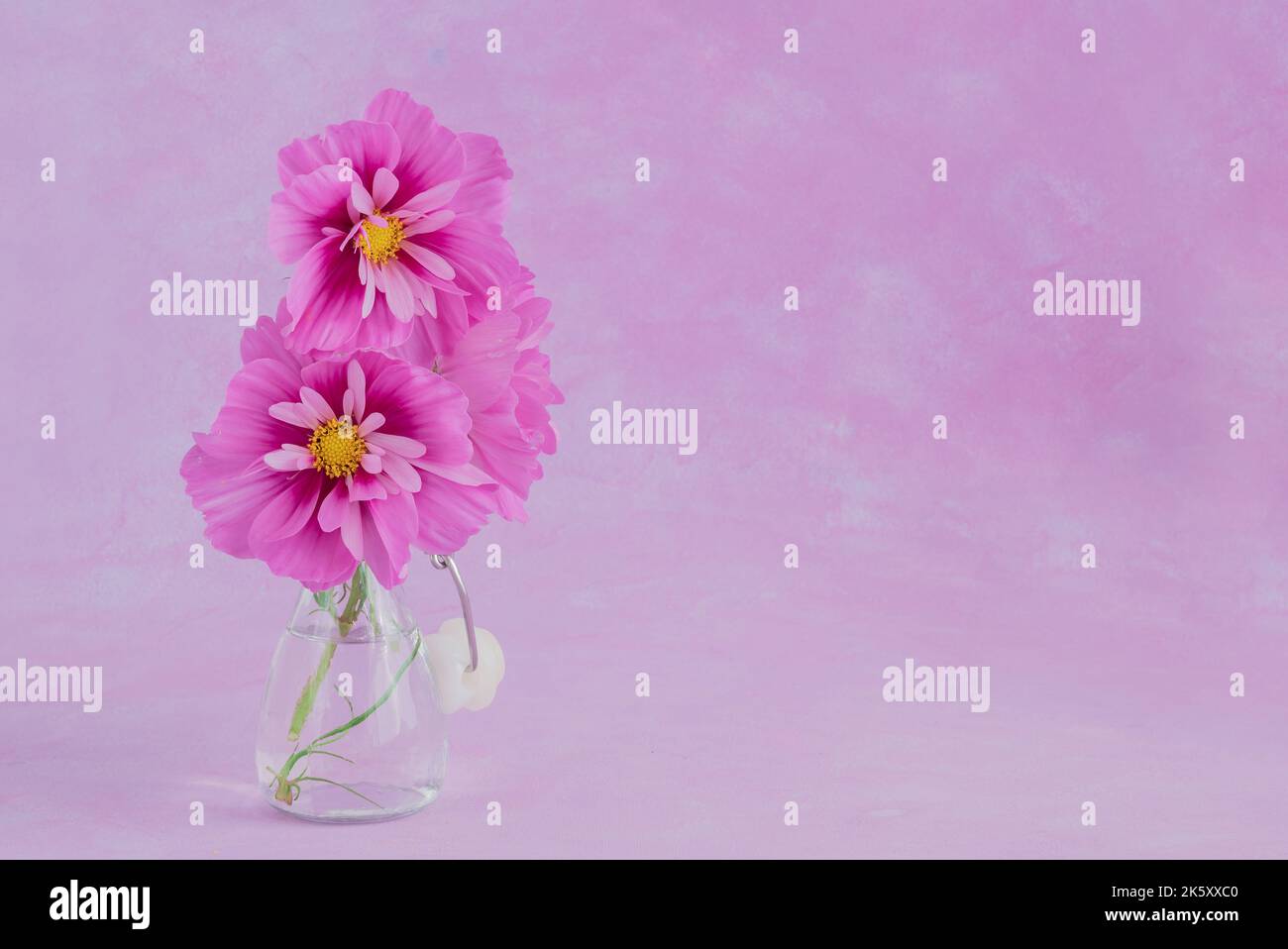 light pink Cosmos flowers isolated on white background Stock Photo - Alamy