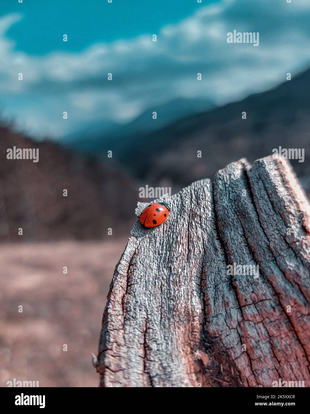a vertical shot of a ladybug on wood Stock Photo - Alamy