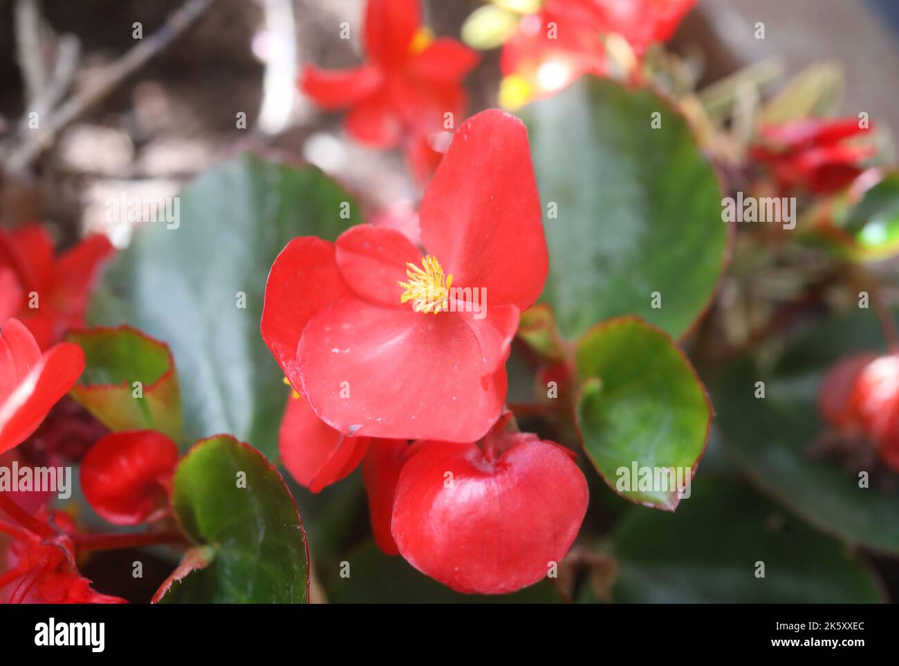Begonias landscape hi-res stock photography and images - Alamy