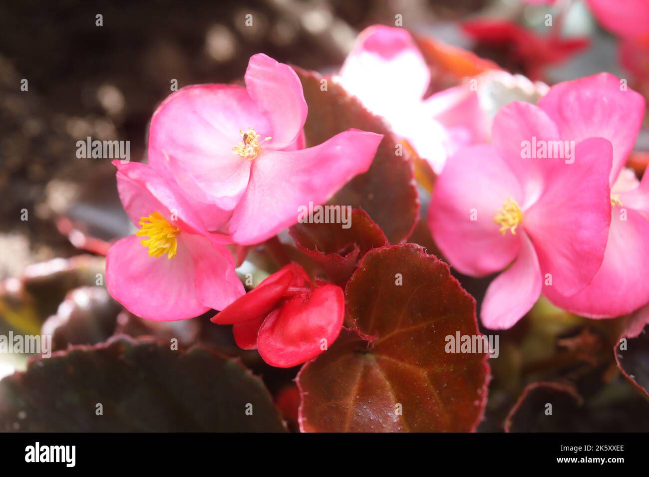 Begonias landscape hi-res stock photography and images - Alamy