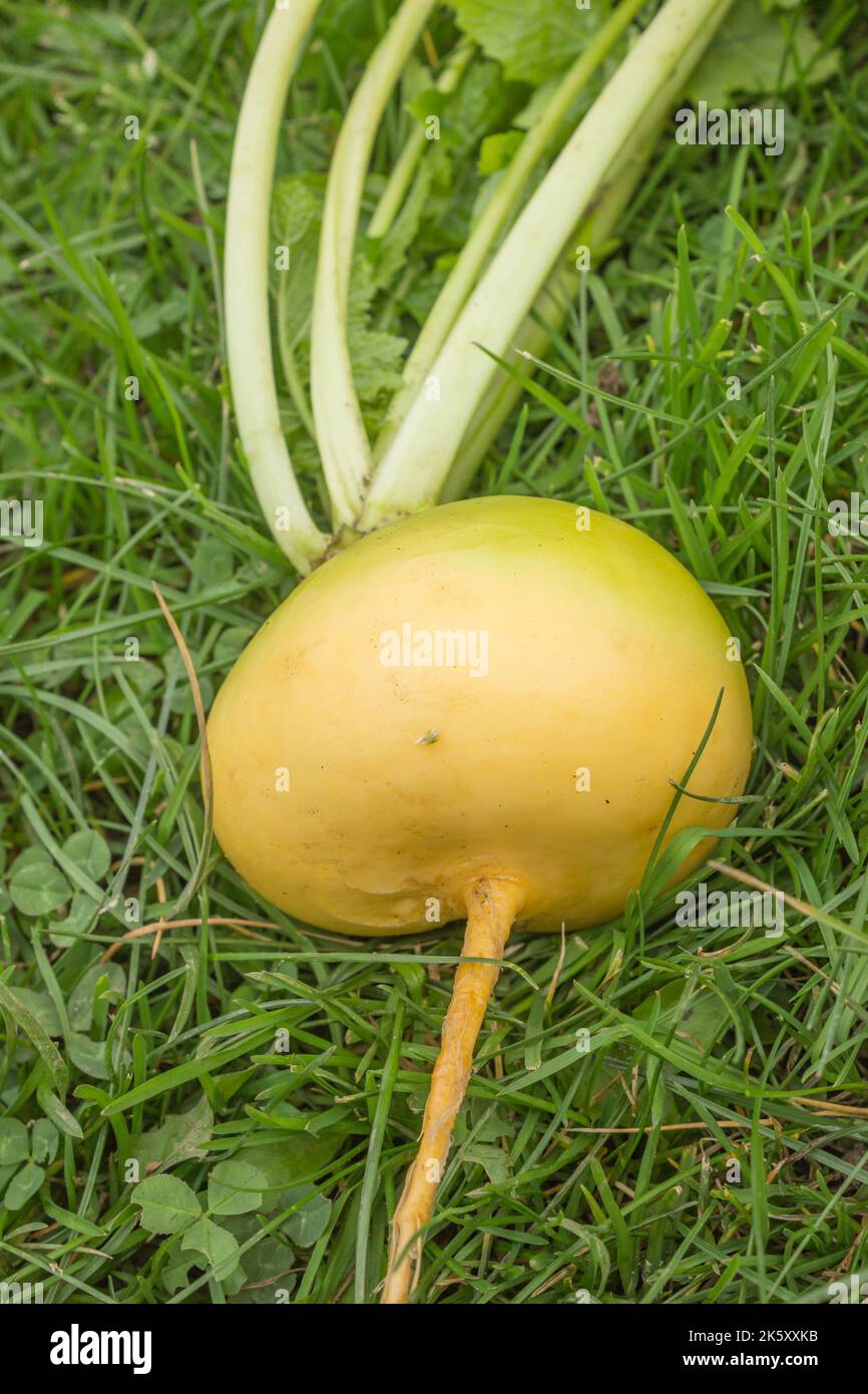 Yellow ripe turnip is removed from bed and lies on grass. Top view ...