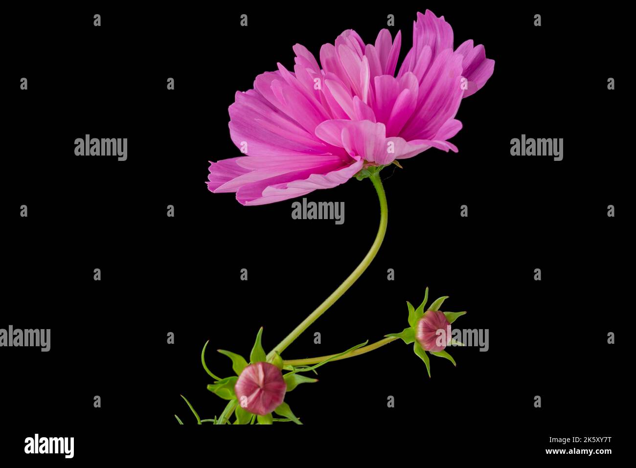 light pink Cosmos flowers isolated on background Stock Photo - Alamy