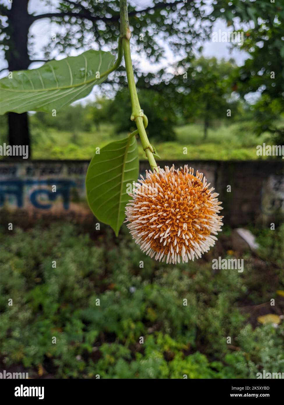Burflower tree hi-res stock photography and images - Alamy