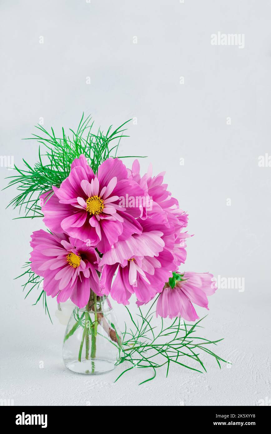 light pink Cosmos flowers isolated on white background Stock Photo - Alamy