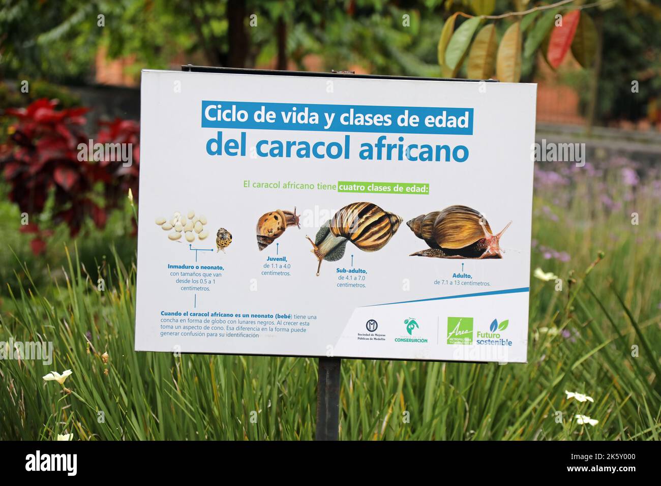 African Snail poster at Medellin in Colombia Stock Photo - Alamy