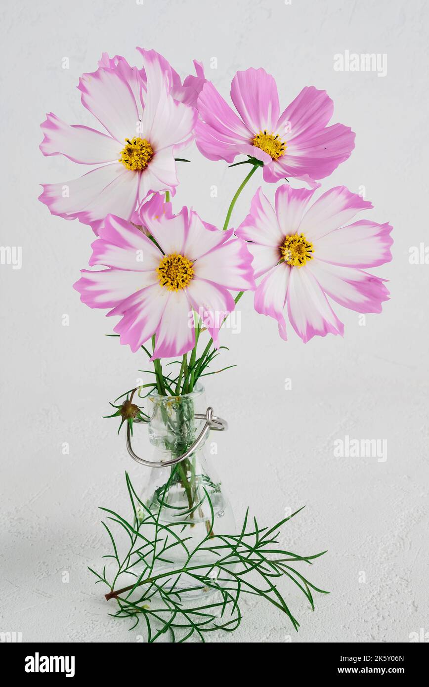light pink Cosmos flowers isolated on white background Stock Photo - Alamy