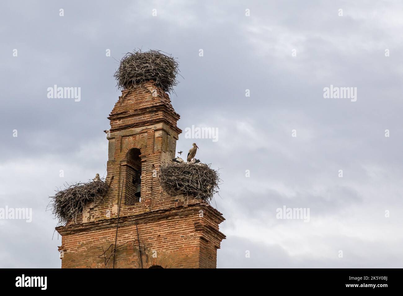 stork and stork nest on a bell tower, Hospital de Orbigo, Castilla y ...