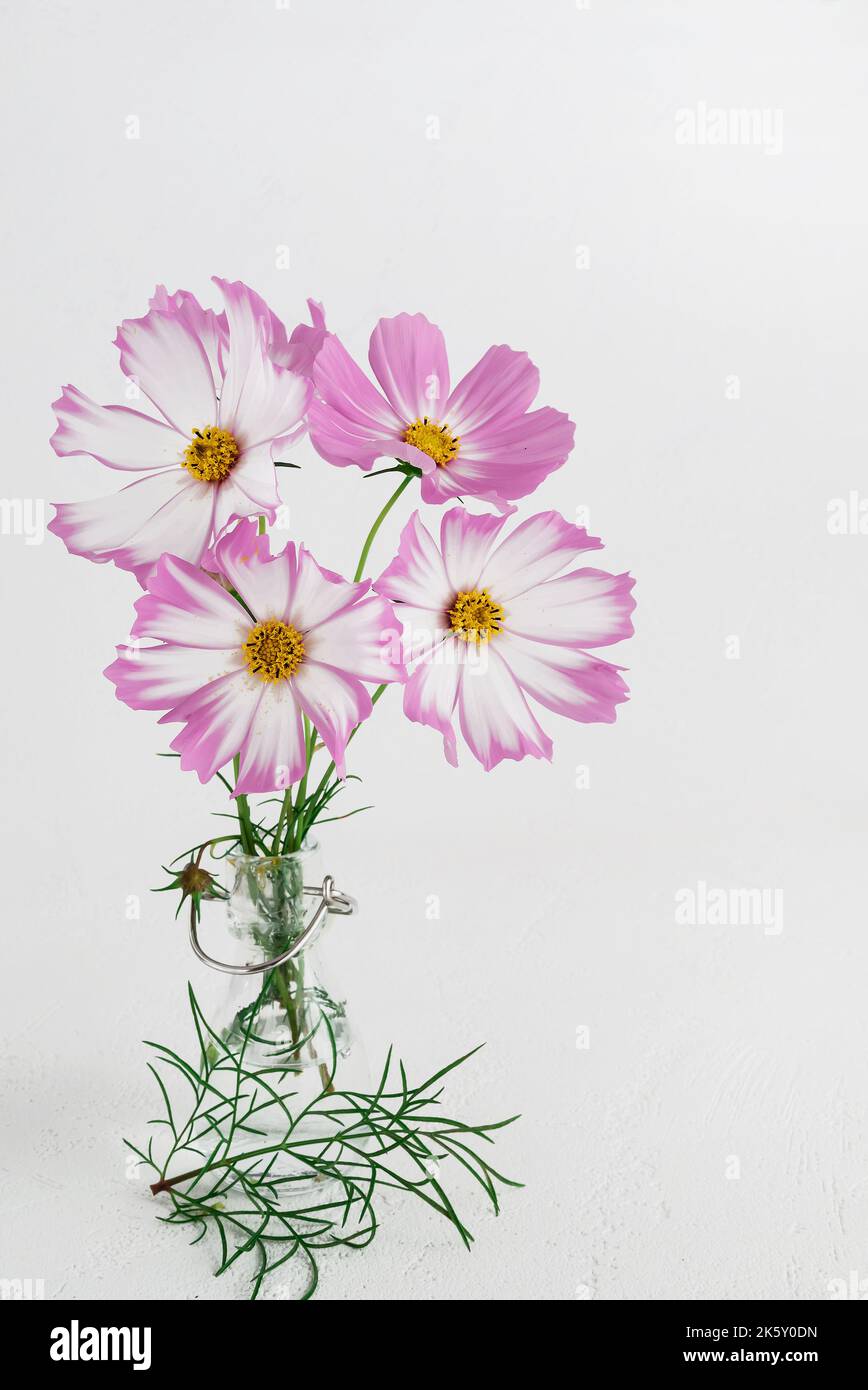 light pink Cosmos flowers isolated on white background Stock Photo - Alamy