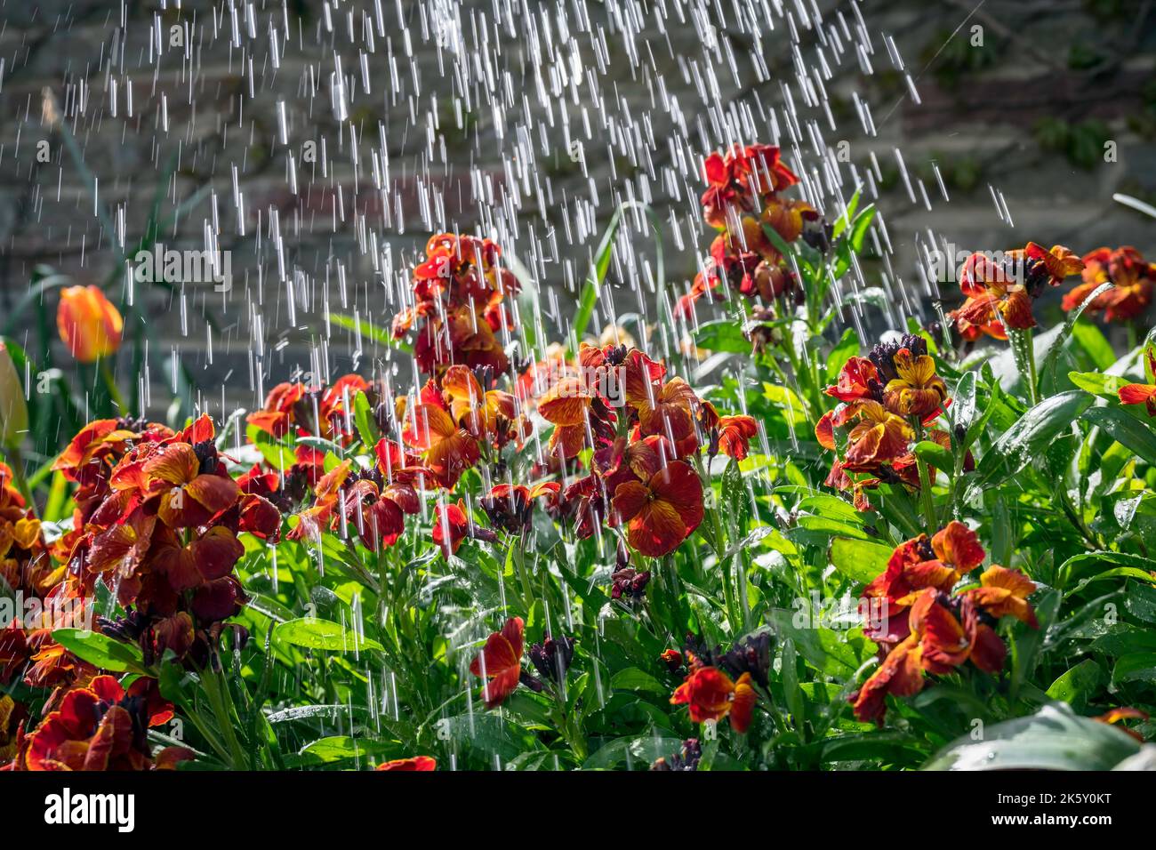 Rain and flower at the garden Stock Photo - Alamy