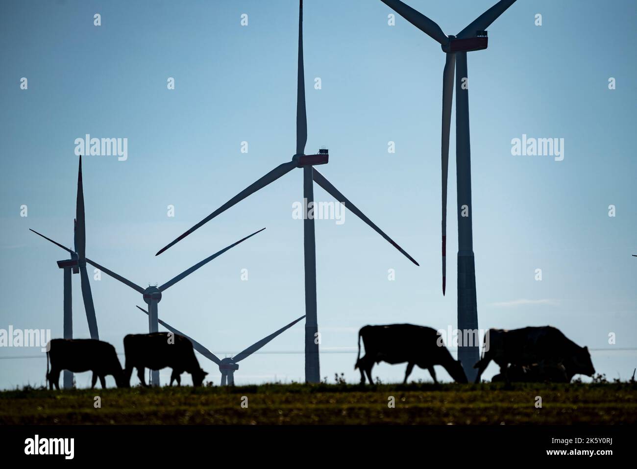 Cows in a pasture, wind farm near Bad Wünneberg, East Westphalia Lippe ...