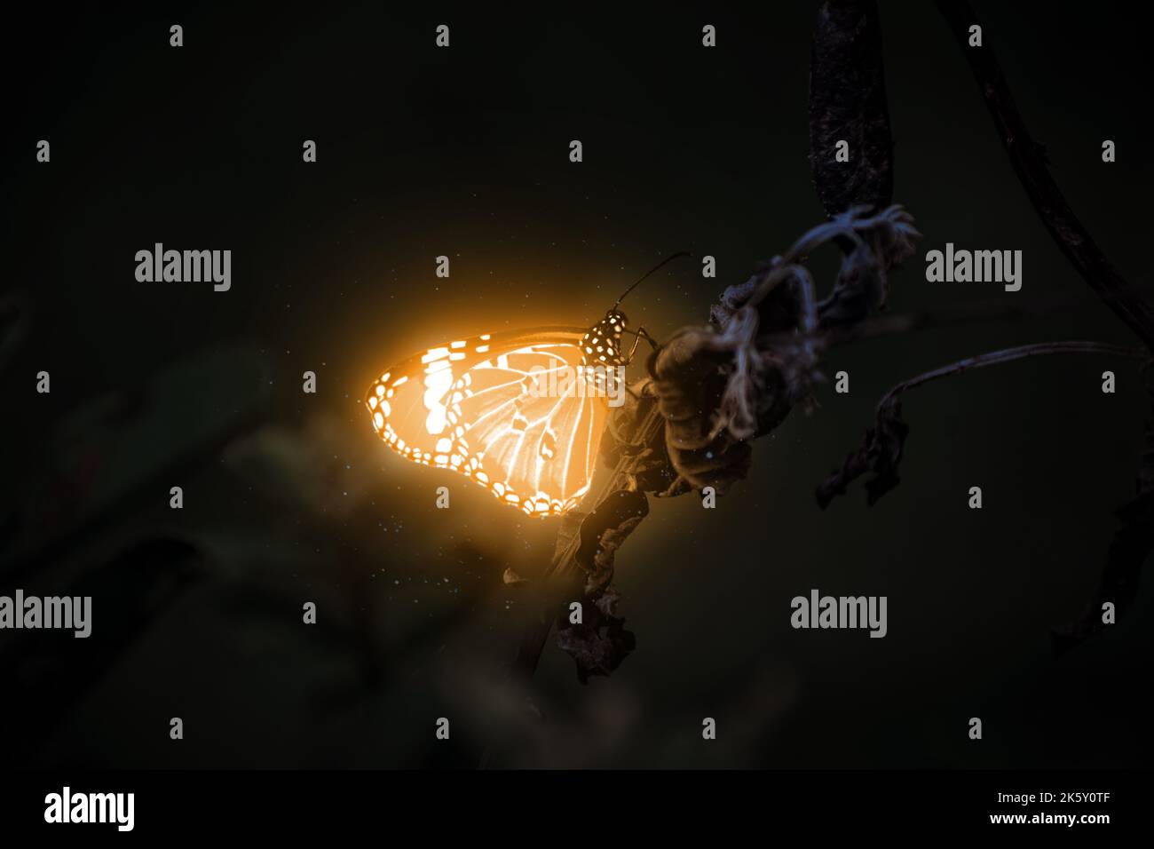 Luminous insect hi-res stock photography and images - Alamy