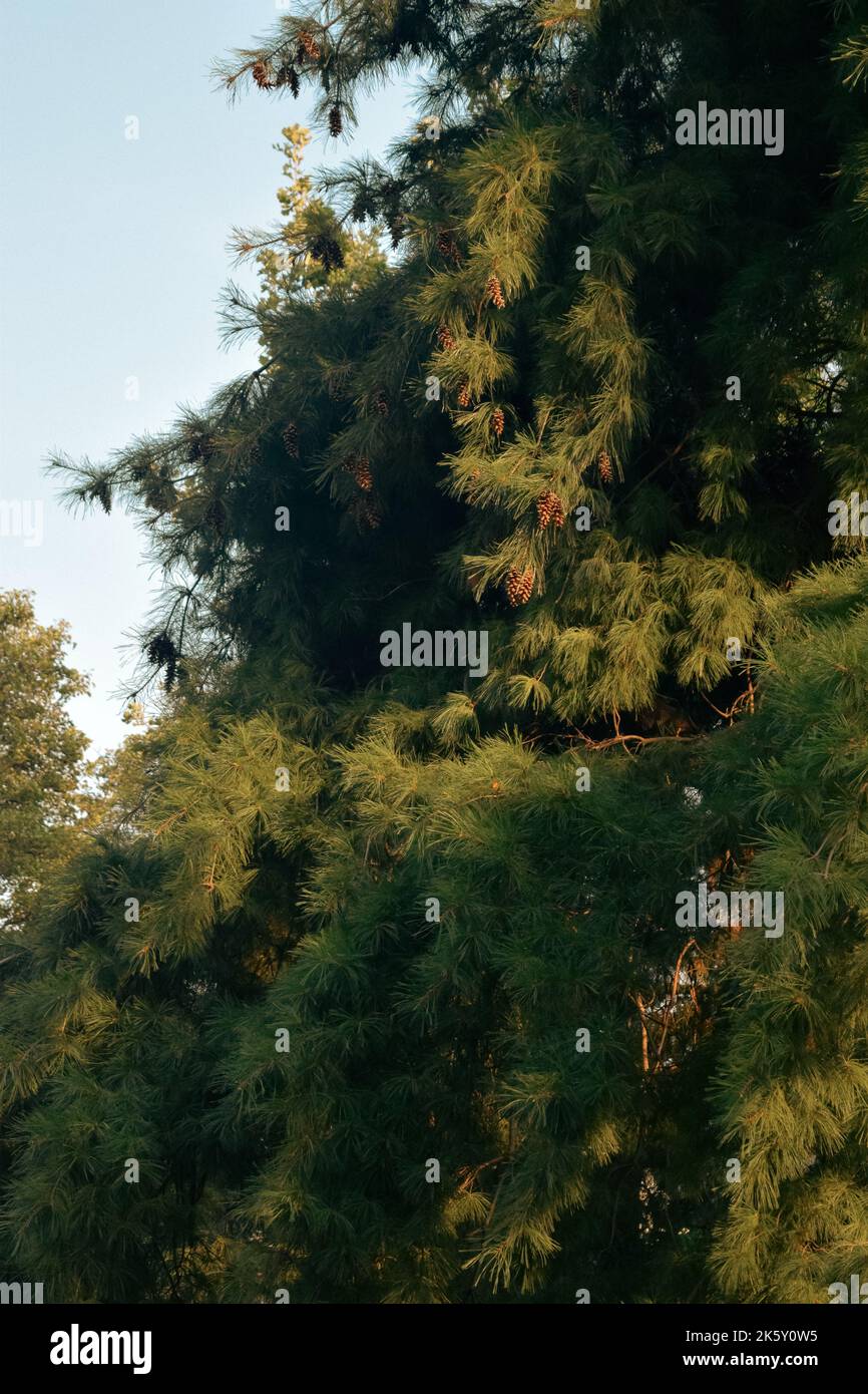 A vertical shot of a Pinus strobus tree Stock Photo - Alamy