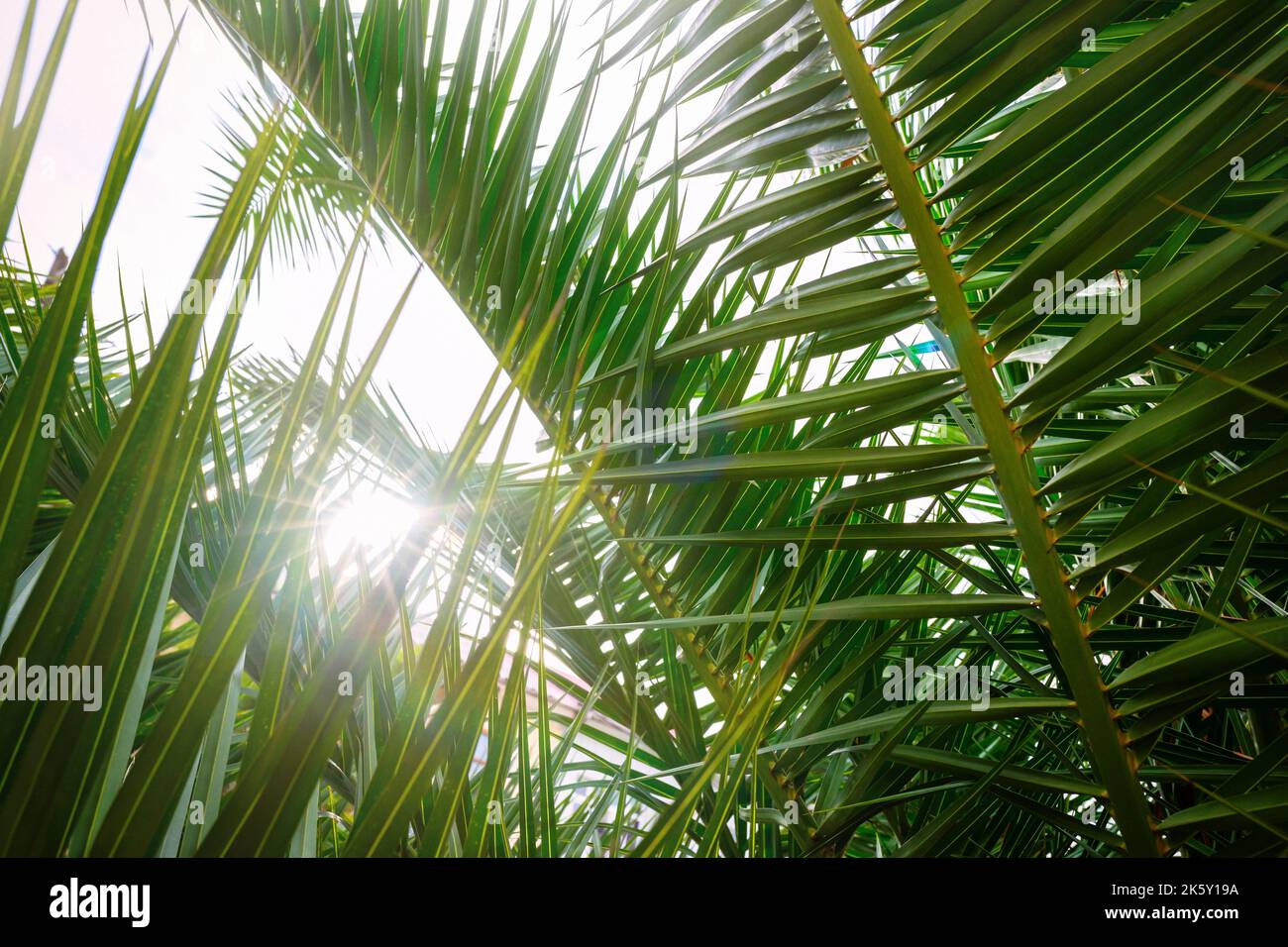 Branches leaves palm trees hi-res stock photography and images - Alamy