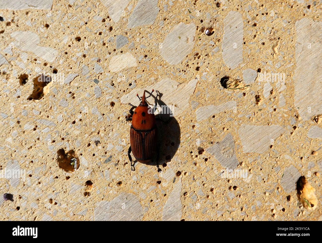 The palm weevil Rhynchophorus ferrugineus is one of two species of ...