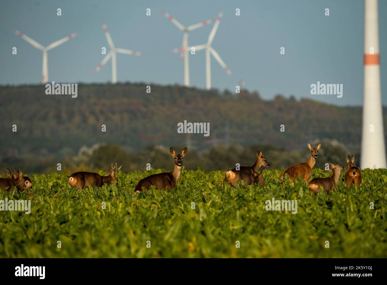 Deer in a field near the lignite-fired power plant, RWE Power AG Seurat ...